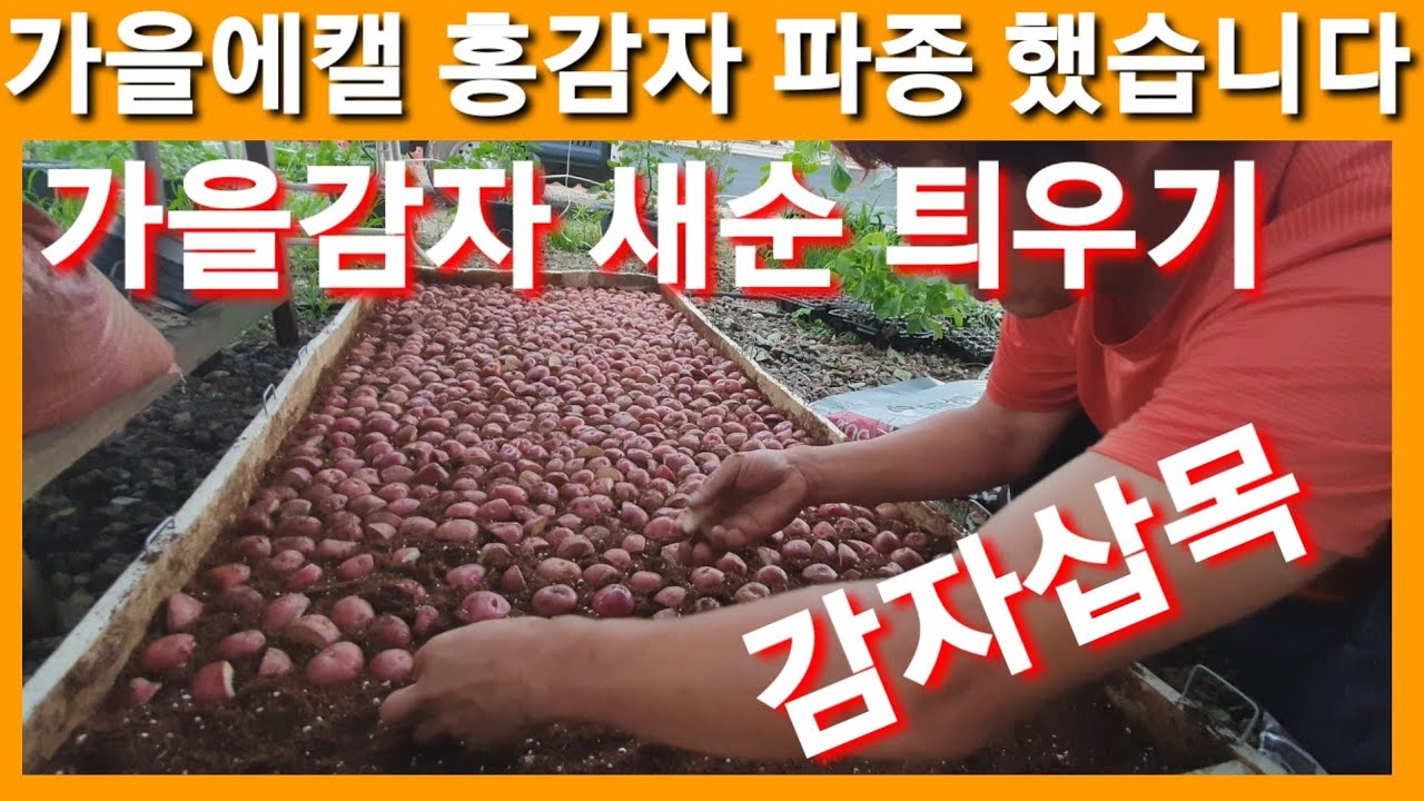 가을감자 심기위해 떡판에 파종 홍감자 자주감자 빨간감자 자색감자 붉은감자 귀농 귀촌 시골 농사 농부 농업 텃밭 전원생활 주말농장