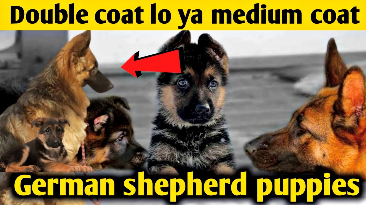 Double ya medium coat | German shepherd puppies for sale with price ...