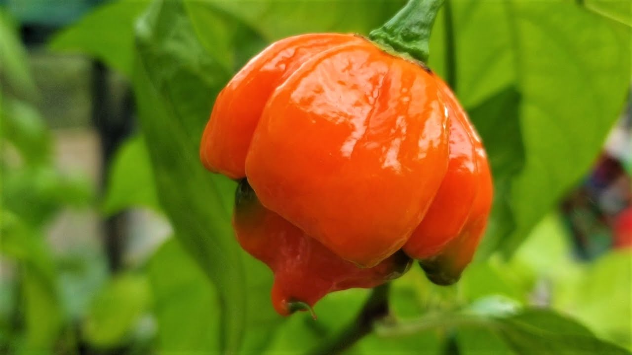 2 MILLION SCOVILLE units - Capsicum chinense 'Trinidad Moruga Scorpion ...