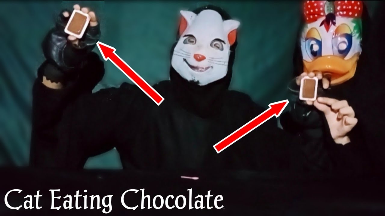 Cat Eating Chocolate 🍫 Funny Moments - YouTube