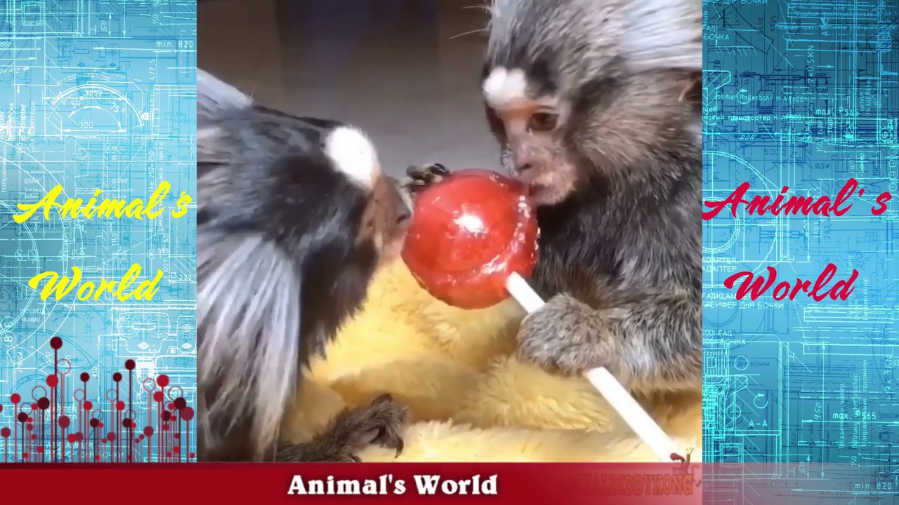 Adorable Yeti Monkey! Very cute - YouTube