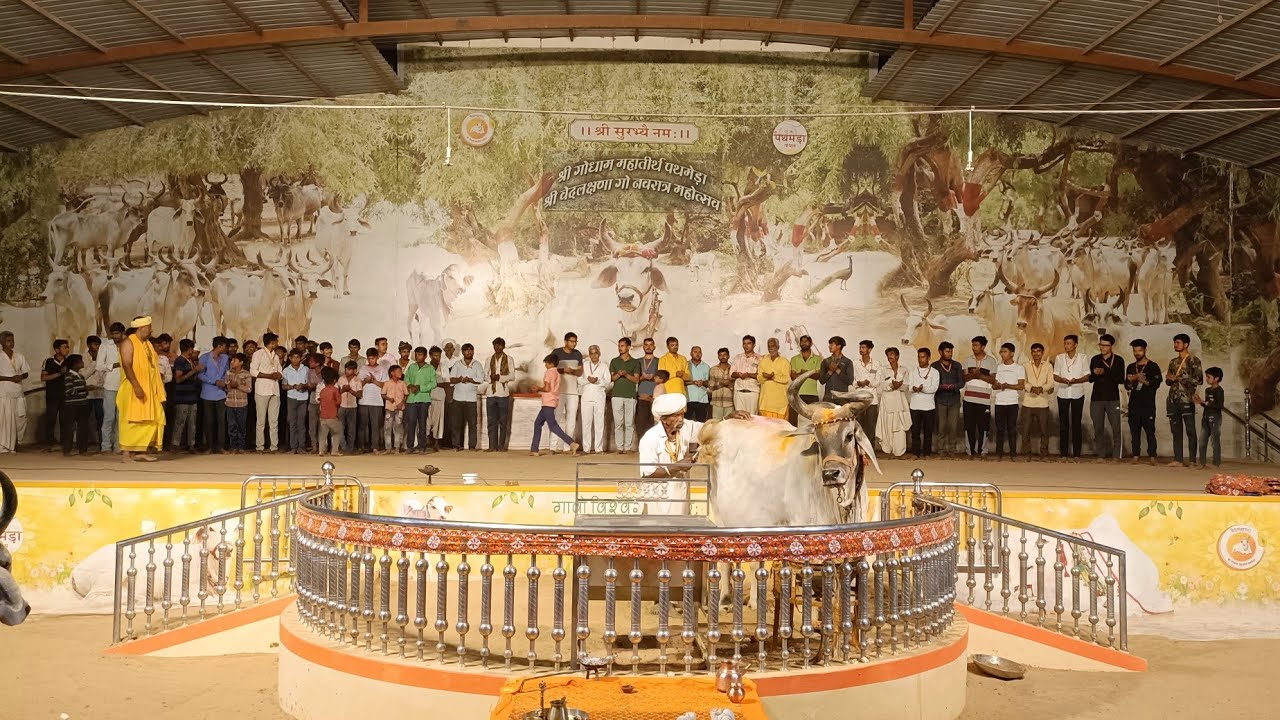 आज धुलेरी गौमाता व ग्वाला के साथ पथमेड़ा !! Shree Pathmeda Godham - YouTube