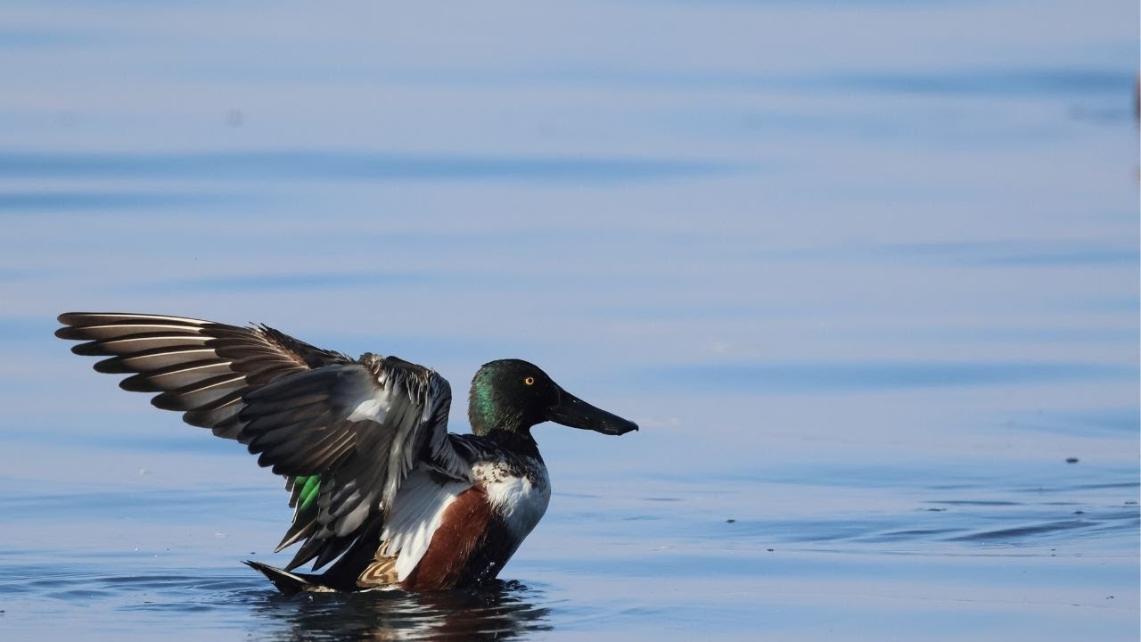 Bird Watching, Colourful & Beautiful Birds at Okhla Bird Sanctuary with ...