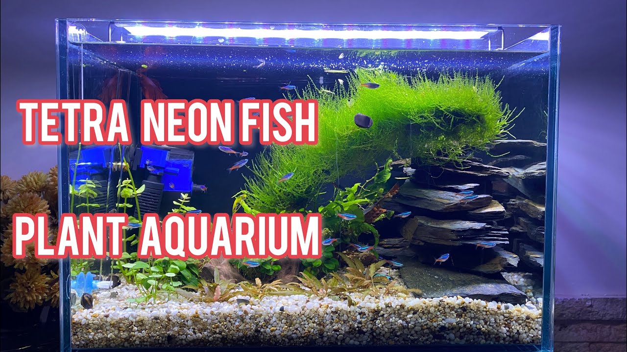 My Plant Aquarium Ecosystem (Neon Tetra Fish) - YouTube