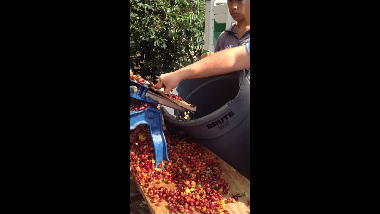 Proceso de despulpado de cafe - YouTube