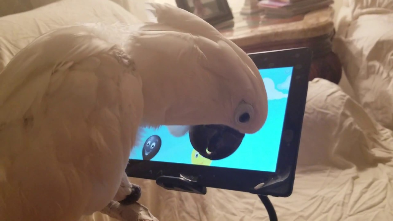 Parrot plays video games balloon pop - YouTube