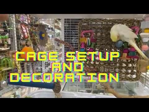How to Set Up and Decorate a Cockatiel Cage for Your Bird's Happiness ...