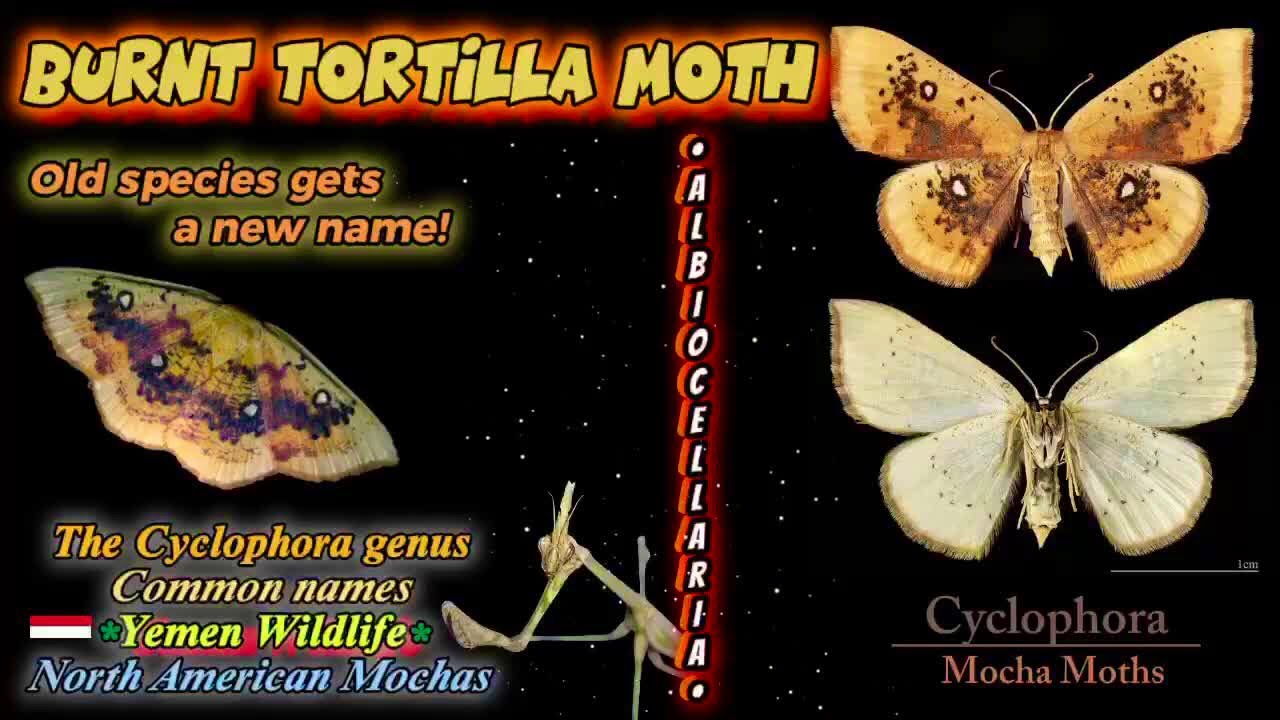 The Burnt Tortilla Moth | Cyclophora & Yemen Insects! - YouTube