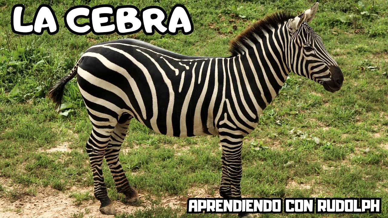 La Cebra // Video explicando a este cuadrupedo rayado que habita en ...