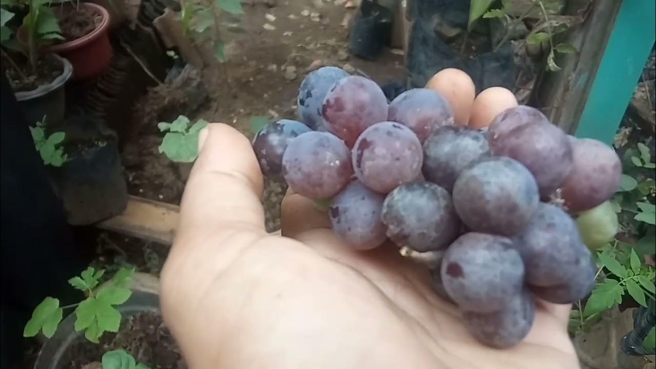 PANEN TOMAT MAWAR DAN BUAH ANGGUR DI KEBUN KECIL BELAKANG RUMAH - YouTube