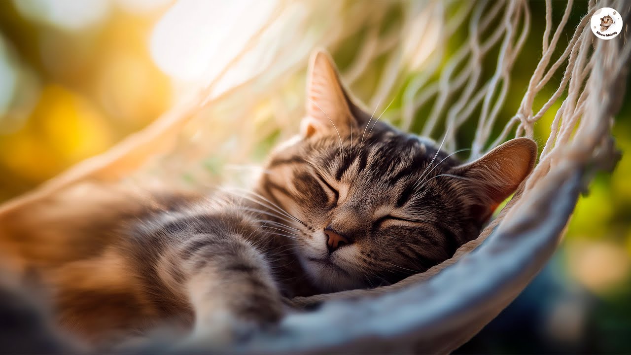 Beautiful Music to Relax Cats 🐱 Music for Cat's Daily Life, Deep Sleep ...