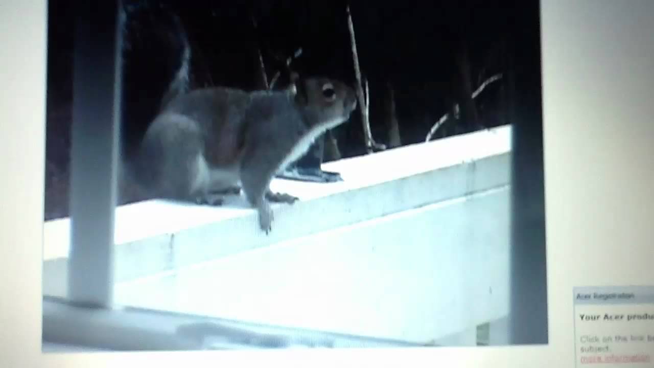 Squirrel Gets Flipped off Birdfeeder - YouTube