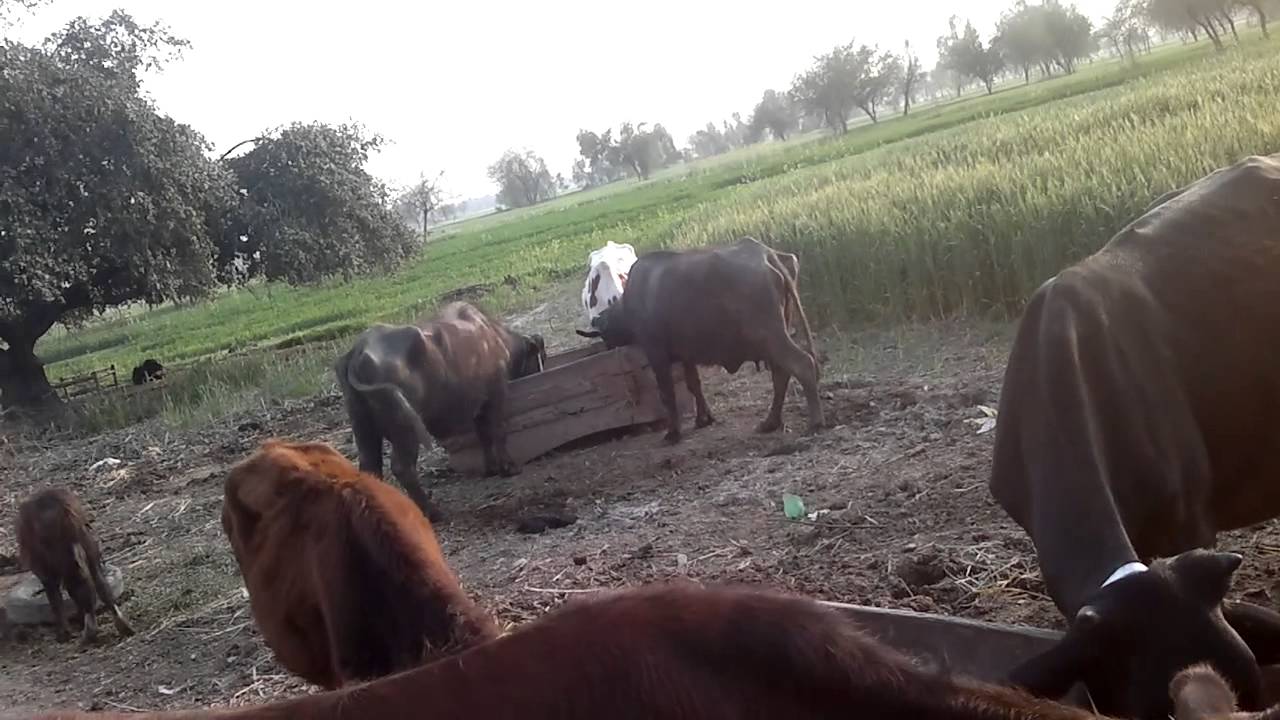 jahangir shakir ( J A ) pahrianwali - YouTube