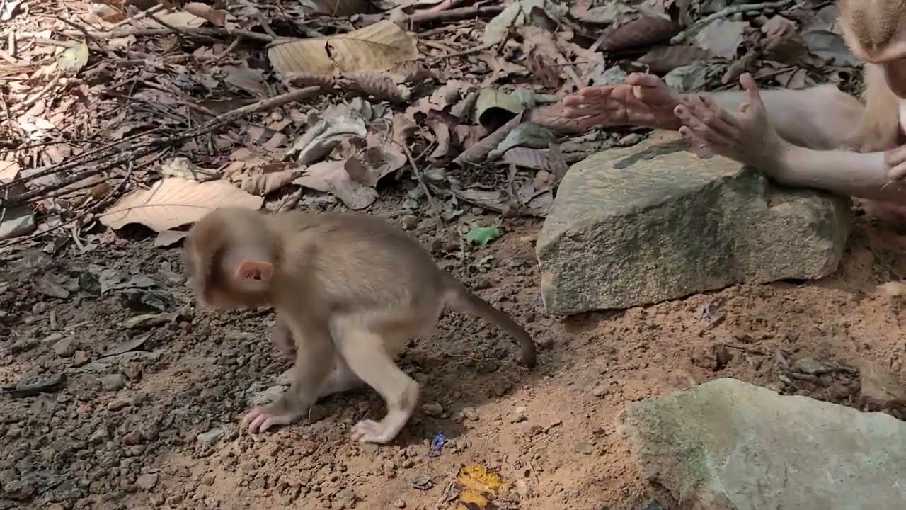 OMG! CUTE MONKEY WANT TO BIG BIG BOOM BABY MONKEY #66 - YouTube