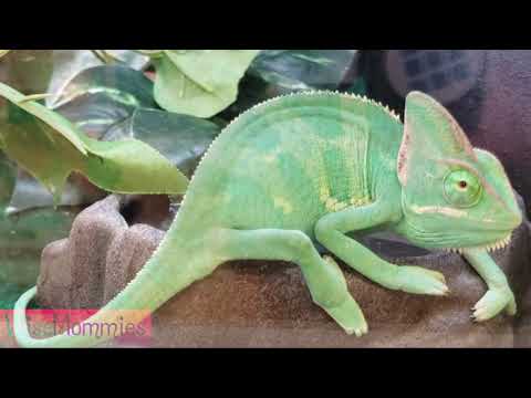 Funny Chameleon is a Breakdancing Robot and a Mime