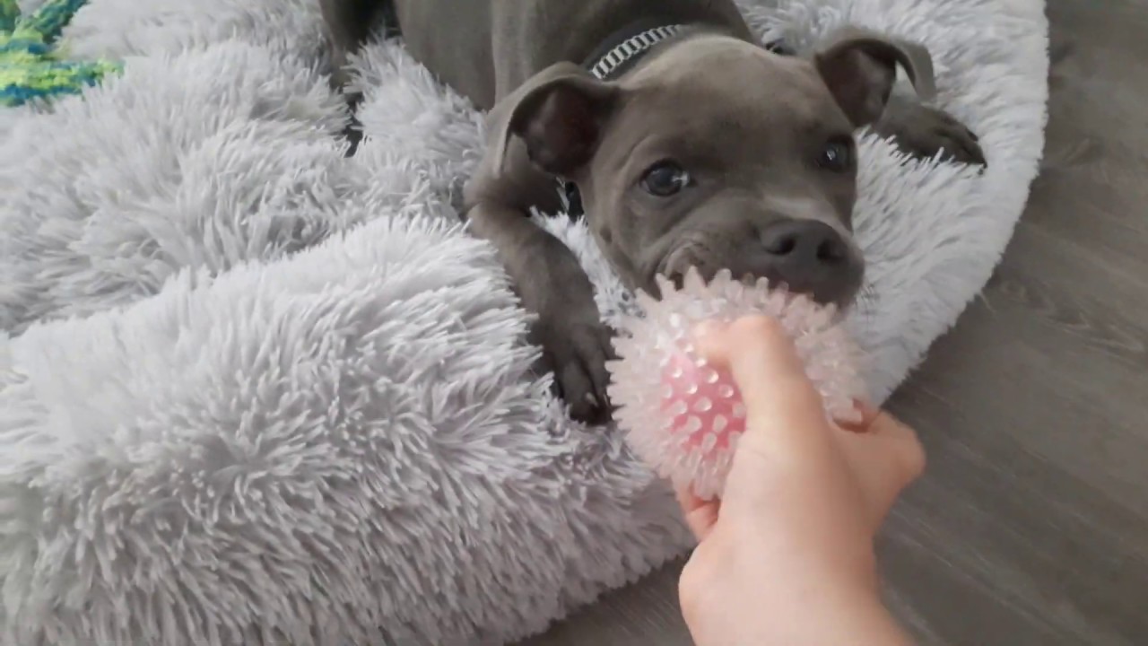 Staffordshire Bull Terrier puppie - YouTube