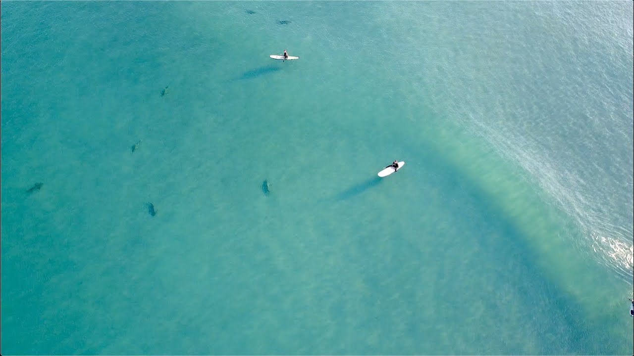 Surrounded by SHARKS!!! | Florida Shark Migration | Amazing 4K Drone ...