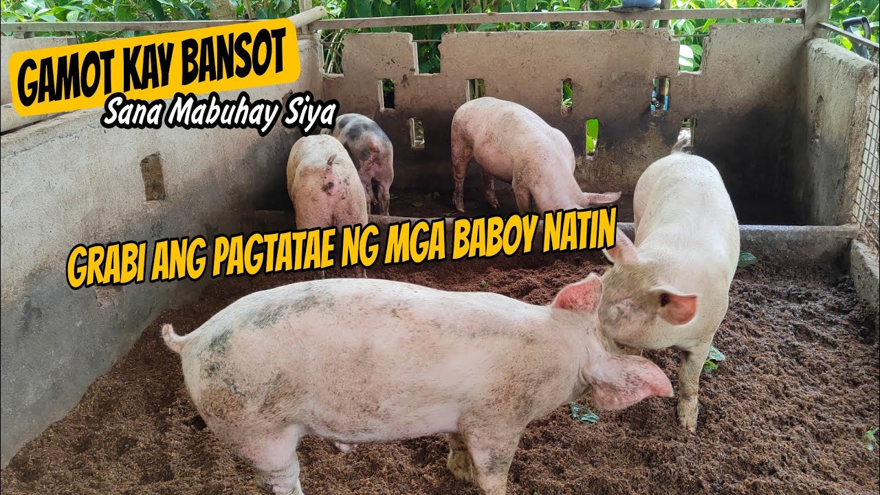Gamot Para Kay Bansot At Para Sa Mga Nagtatae Na Baboy - Alagang Baboy ...