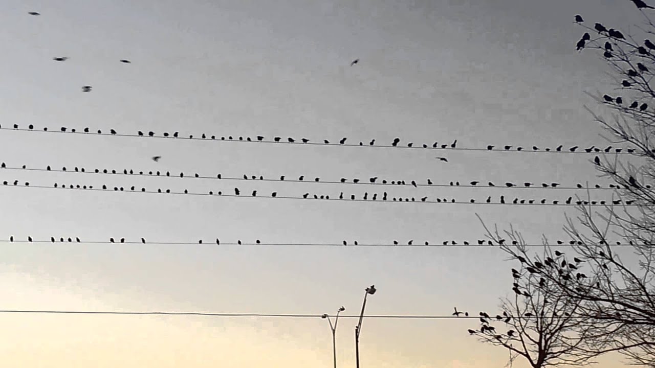 Texas Bird Flock (everything is bigger in Texas!) - YouTube
