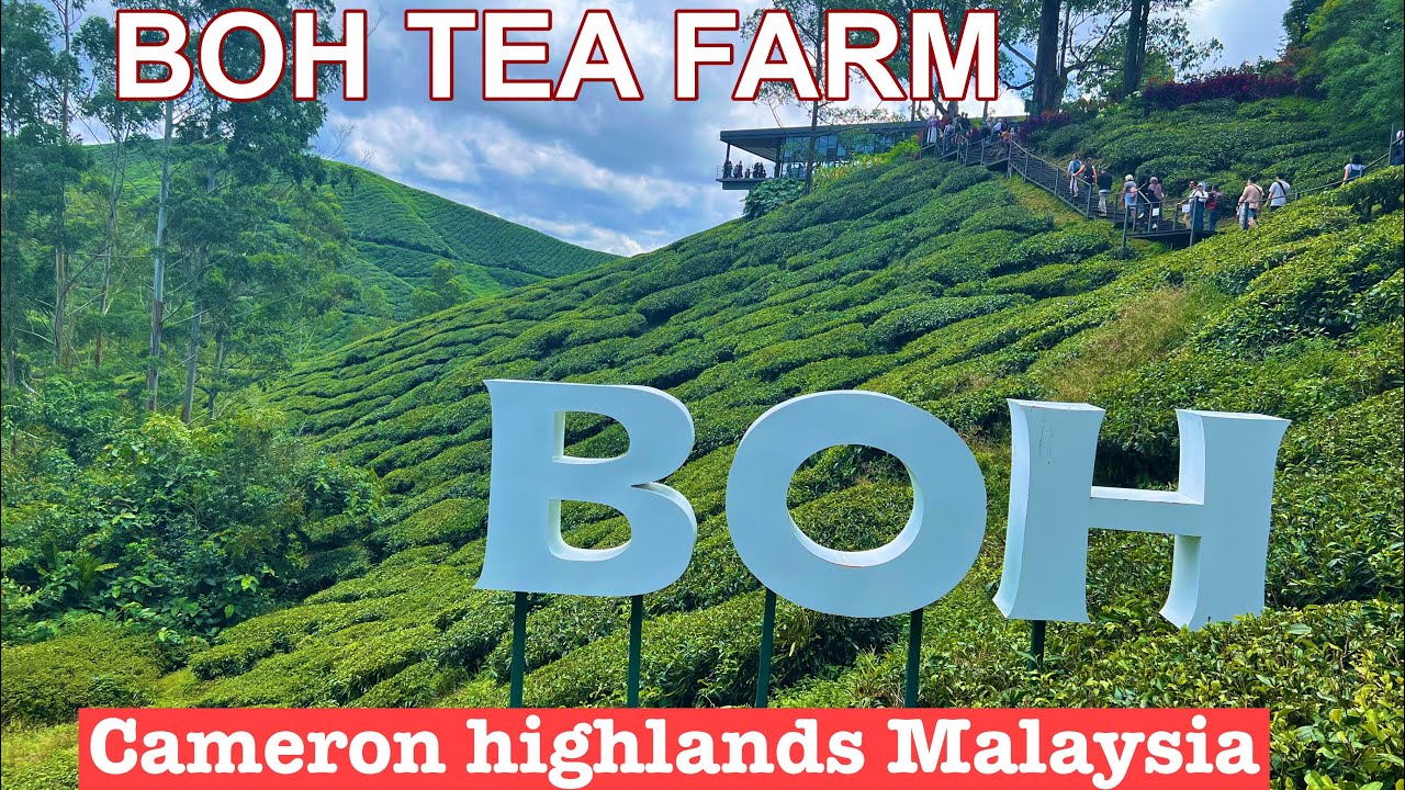 BOH TEA FARM | CAMERON HIGHLANDS (MALAYSIA) 2024 - YouTube