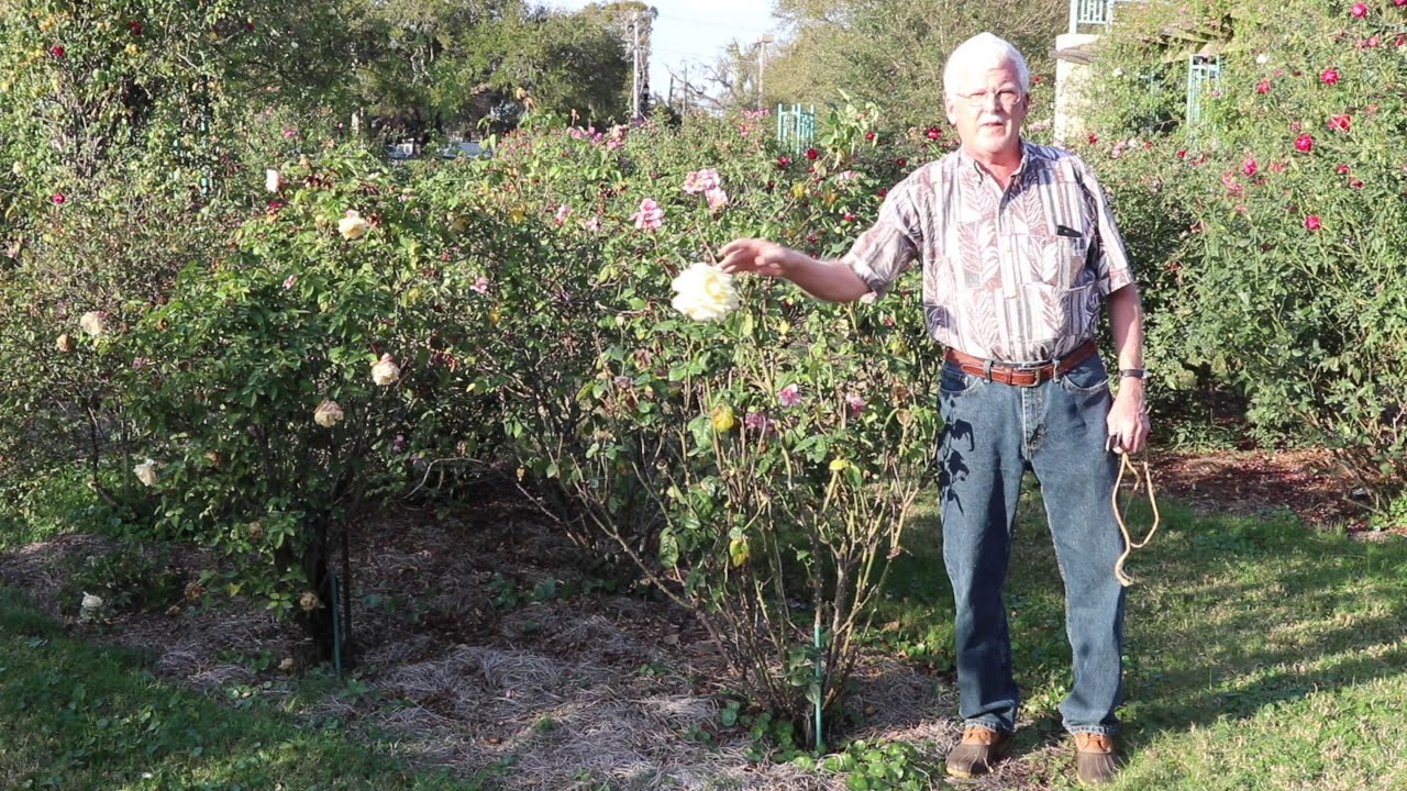 Pruning Florida Roses - YouTube