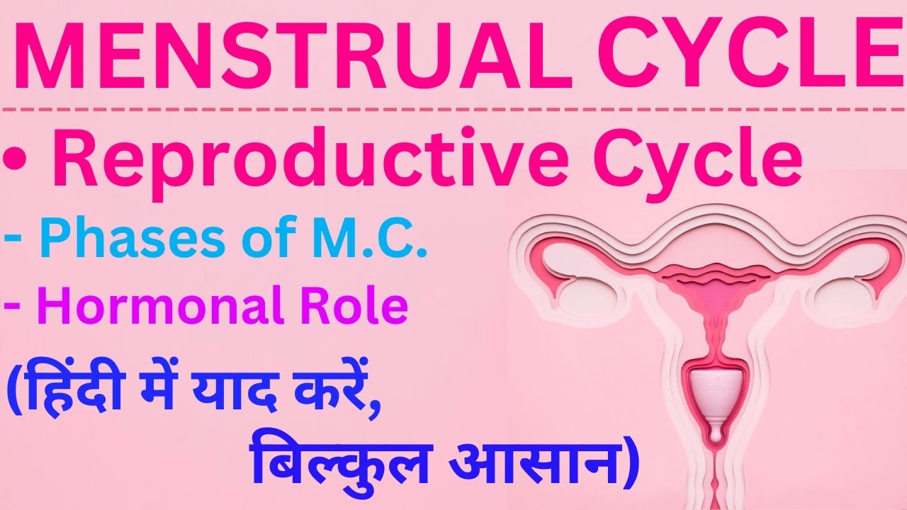 Menstrual Cycle In Hindi || Reproductive Cycle In Hindi || Phases ...
