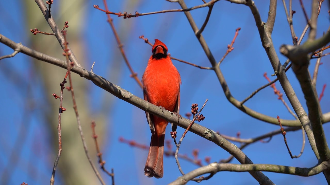 Northern cardinal singing - YouTube