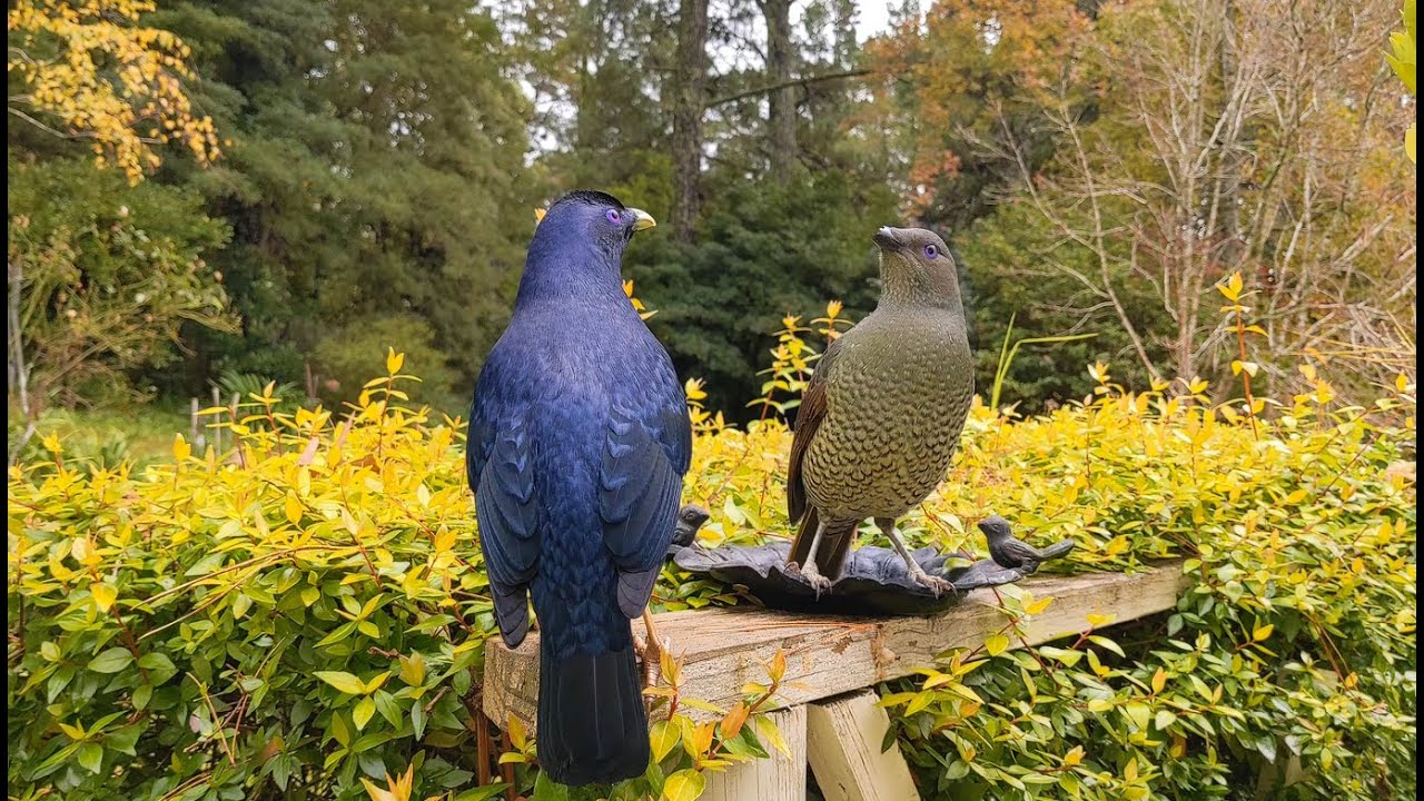 Up close with Satin Bowerbirds (4K) - YouTube