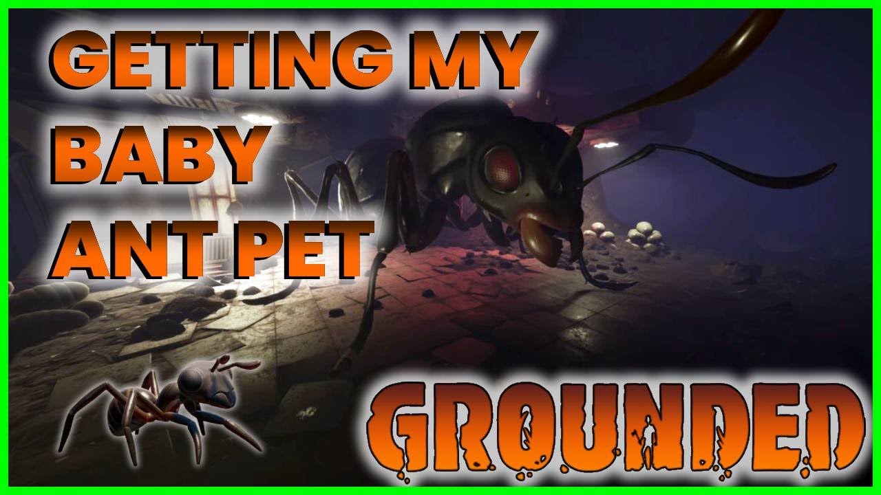 Got my own baby black ant pet - Grounded - YouTube