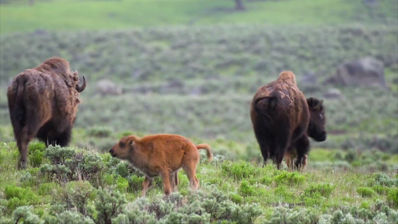Yellowstone Bison (4K) - YouTube