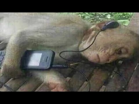 Sad Monkey Guts Theme