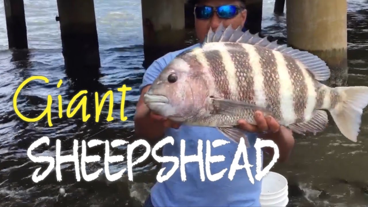 SHEEPSHEAD Caught at the Coast in North Carolina - YouTube