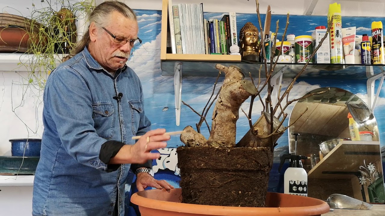 la gran estaca de higuera liberar el cepellón 1r parte jardín de bonsai ...