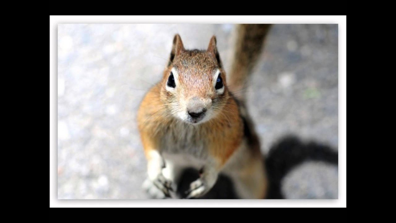 Squirrel (Original Mix) - YouTube