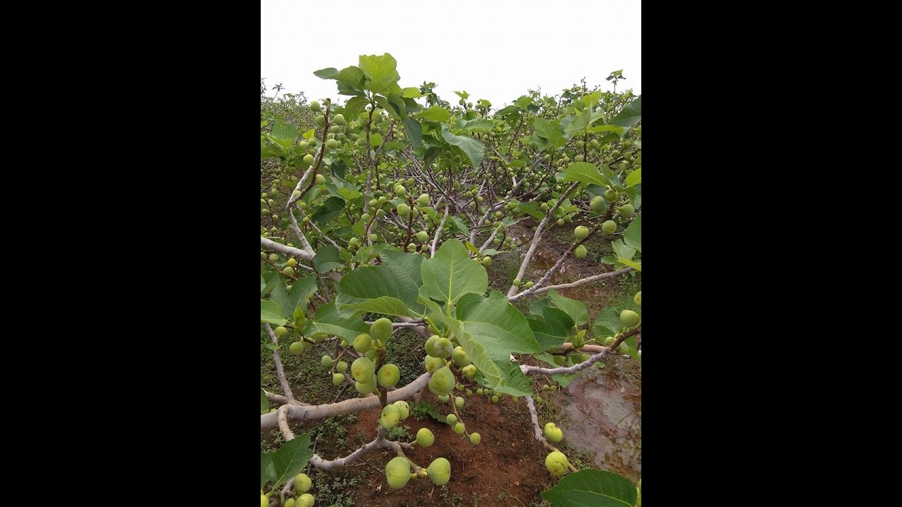 Brown turkey fig crops | brown turkey anjeer plants for sale ...