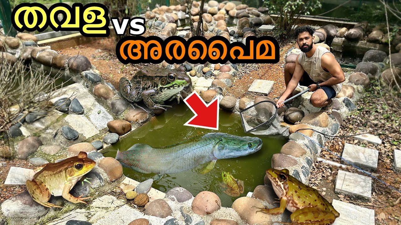 "തവളയെ"എല്ലാം പിടിച്ചു അരപൈമക്ക്‌ കൊടുത്താലോ!! | Frogs Eating our birds ...