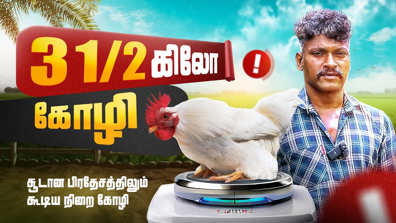 3 1 2 கிலோ எடையுள்ள பிராய்லர் கோழிகளை செய்வோம் broiler chicken Tamil ...