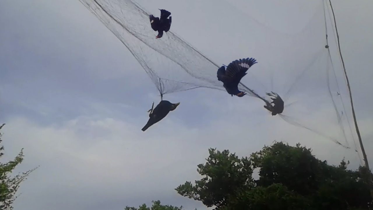 Amazing catch birds with big net bird trap #03, Quick Works 100%, real ...