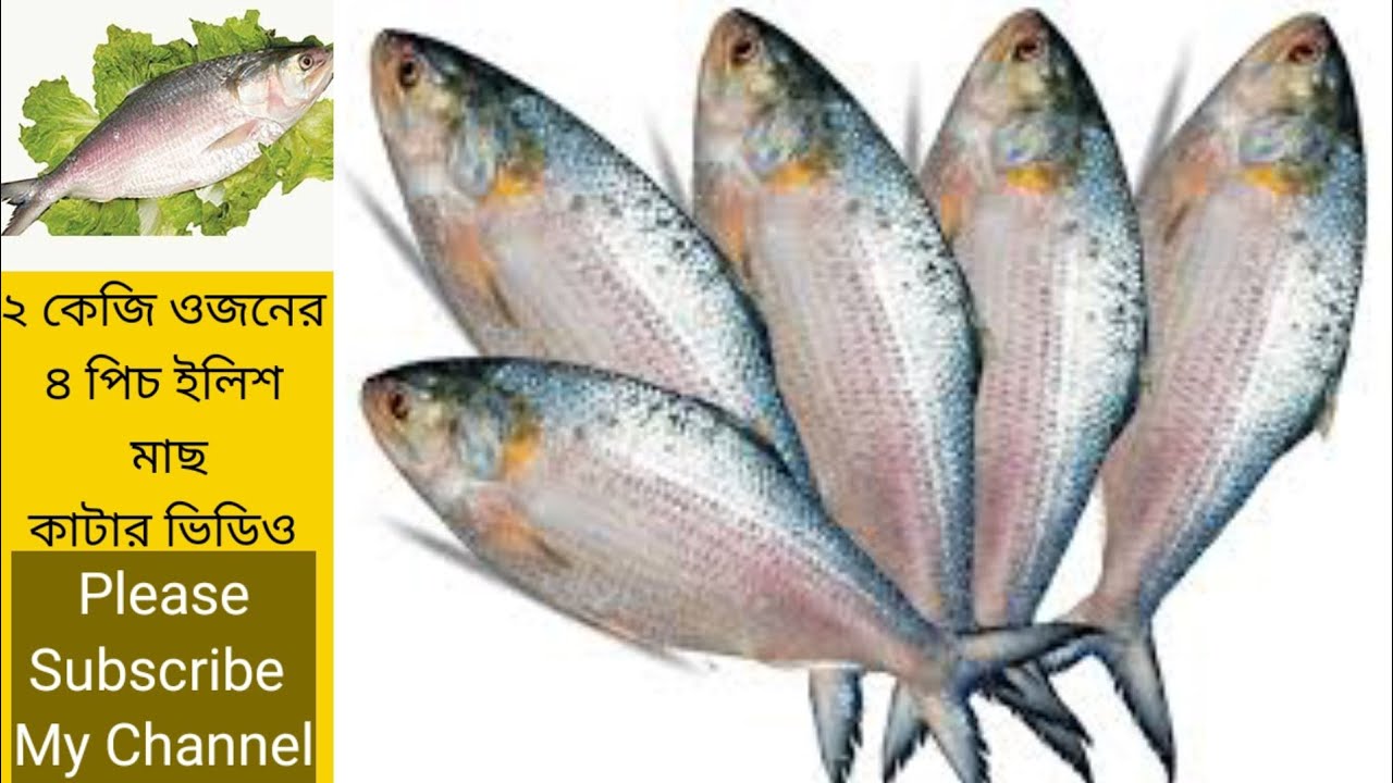 ১.৯ কেজি ওজনের ৪ পিচ ইলিশ মাছ কাটা সহজ পদ্ধতি। Amazing Elish Fish ...