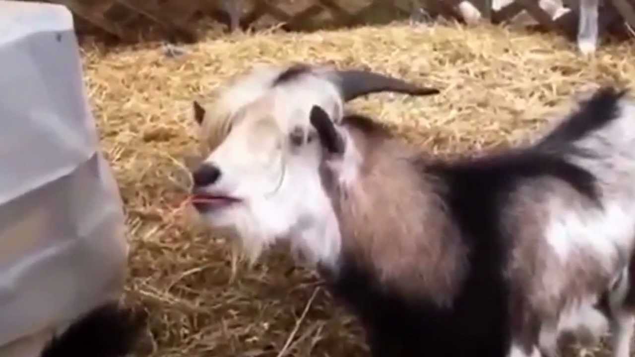 Goats Yelling Like Humans - Super Cut Compilation - YouTube