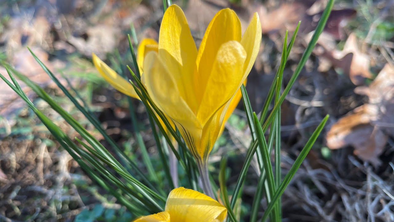 Spring Is Near - YouTube