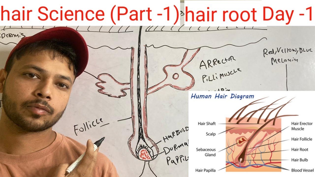 Hair Science ( Part - 1) hair science theory in hindi | Hair root ...