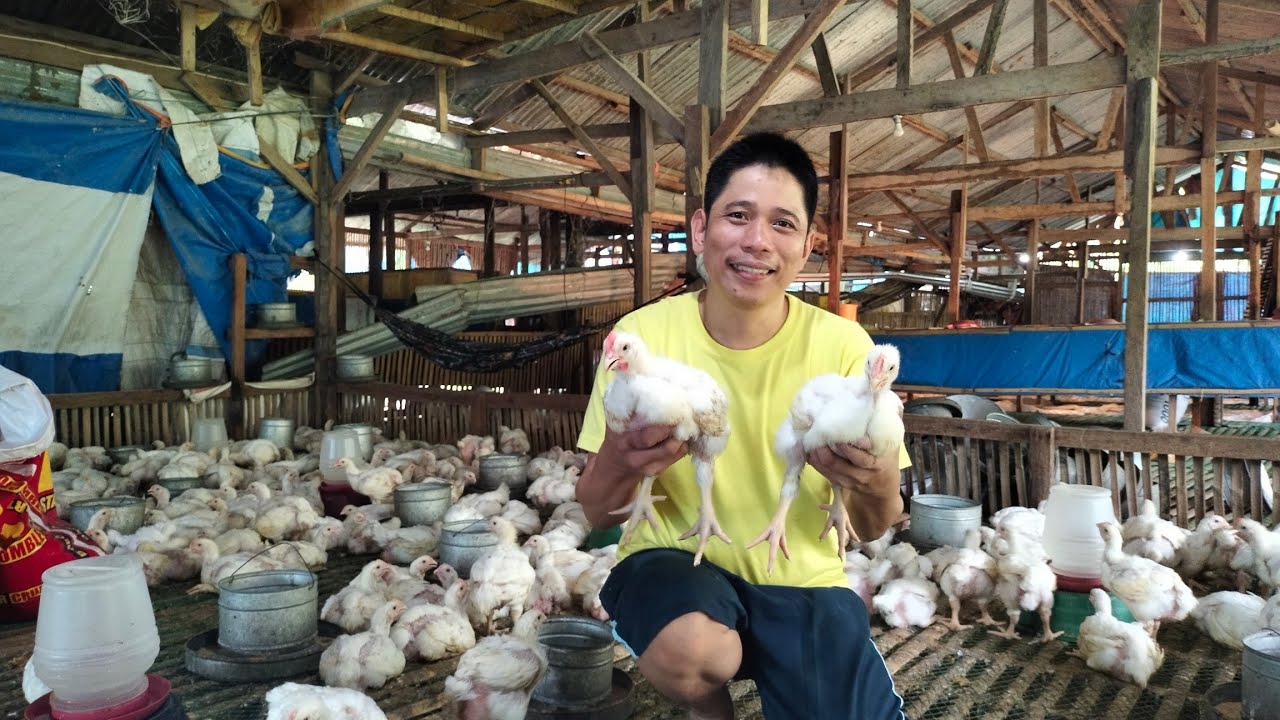 Guidelines How to raise | Broiler Chicken Farming - YouTube