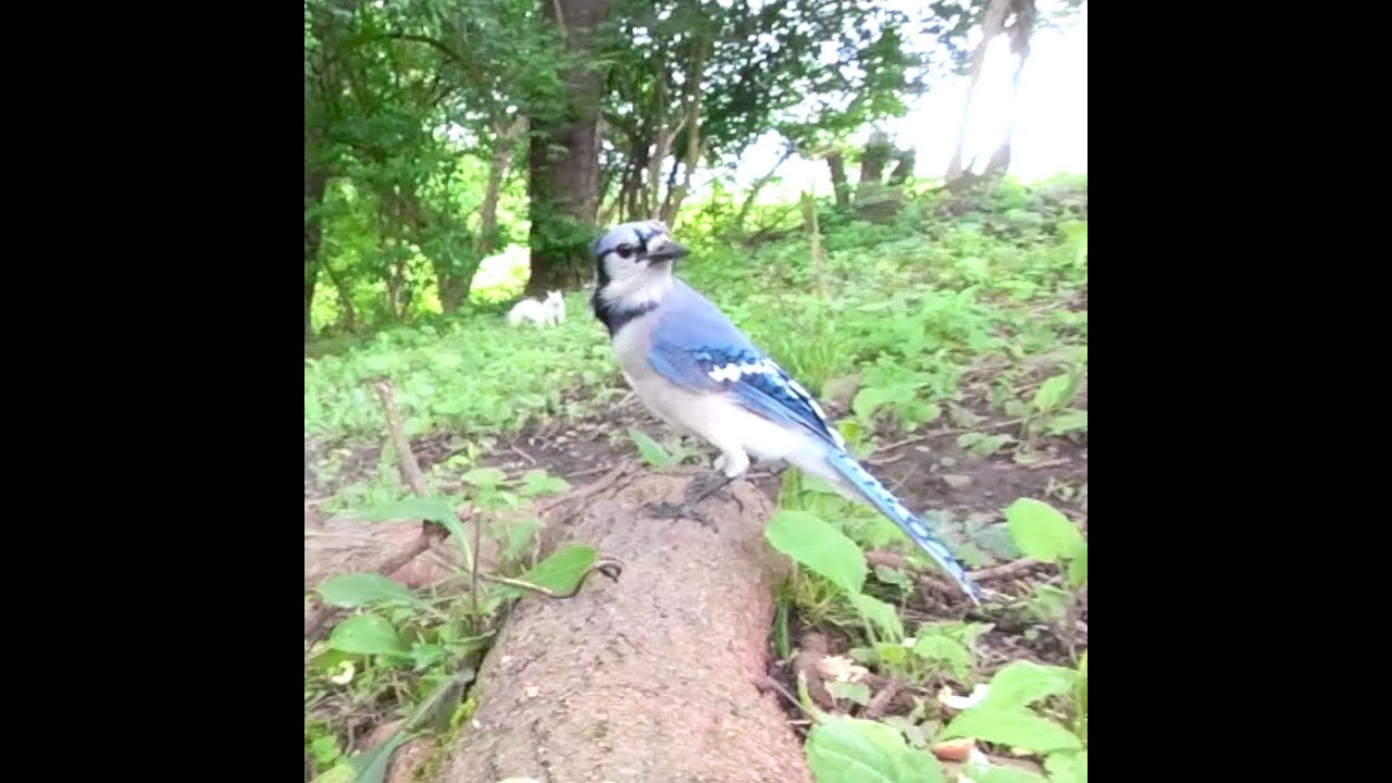 Albino, Blue Jay, & Squirrels 360° - YouTube