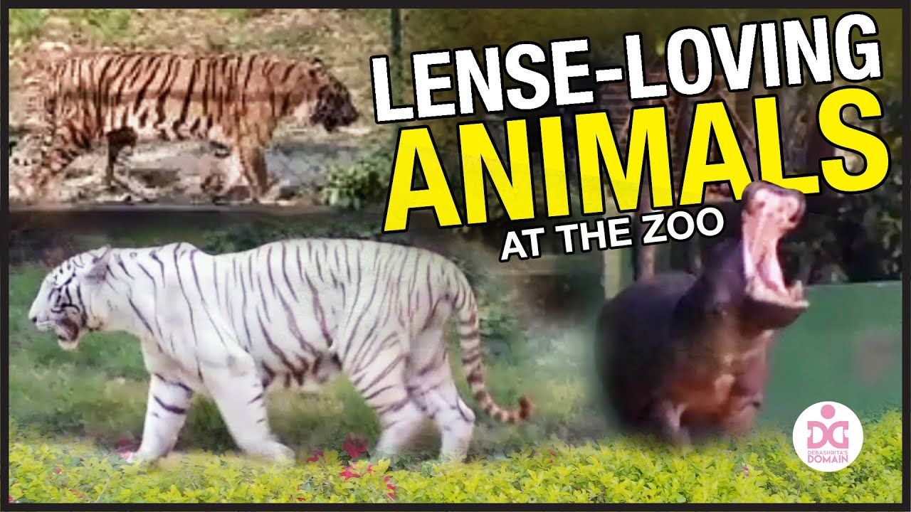 Lense-Loving Animals at the Zoo | Animals Pose for Photographs | A ...