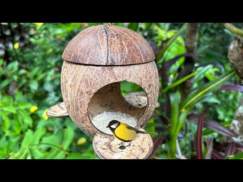 How to Make a Coconut Shell Bird feeder #diy #coconutshell #birdfeeder ...