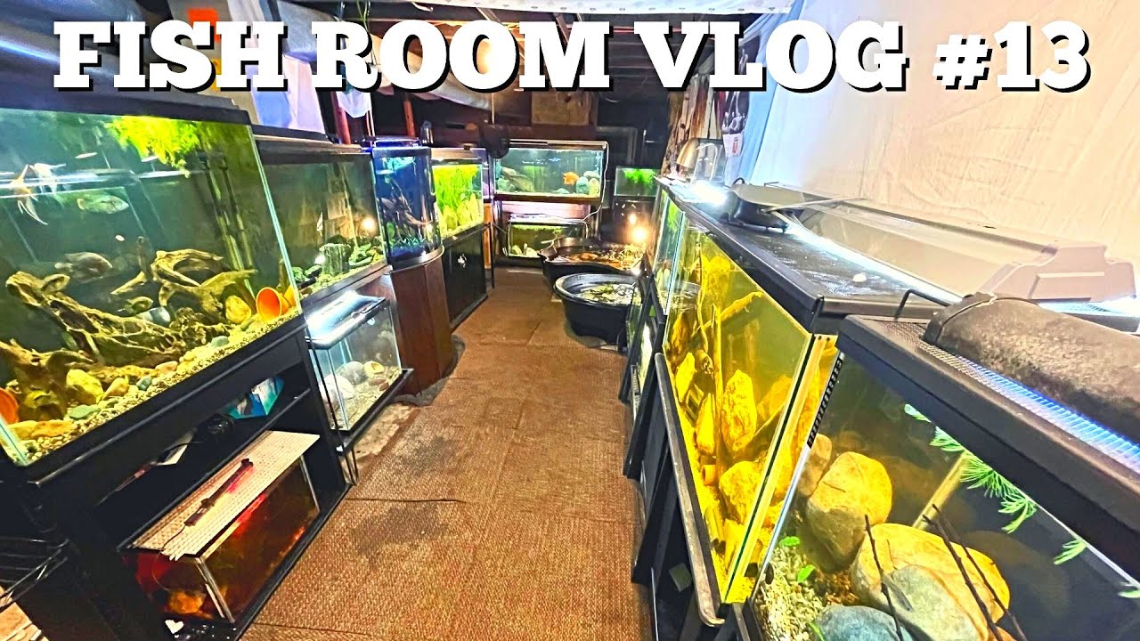 Fish Room Vlog #13 (Fish Room Update + New Breeding Project) - YouTube