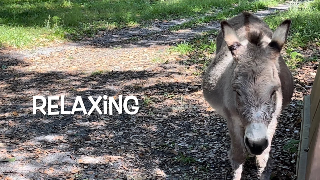 Relaxing video listening to nature while watching the donkey & horses ...