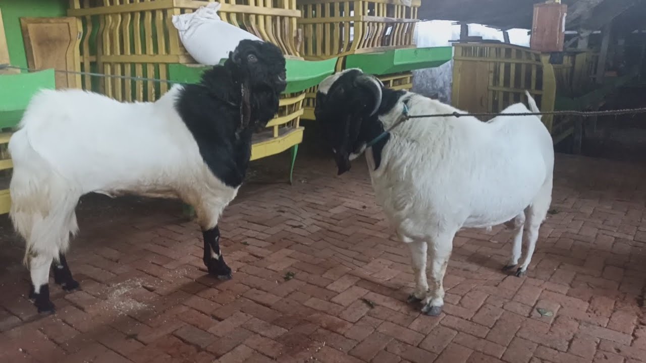Exploring the World's Largest Boer Goat and Jamunapari Goat Studs - YouTube