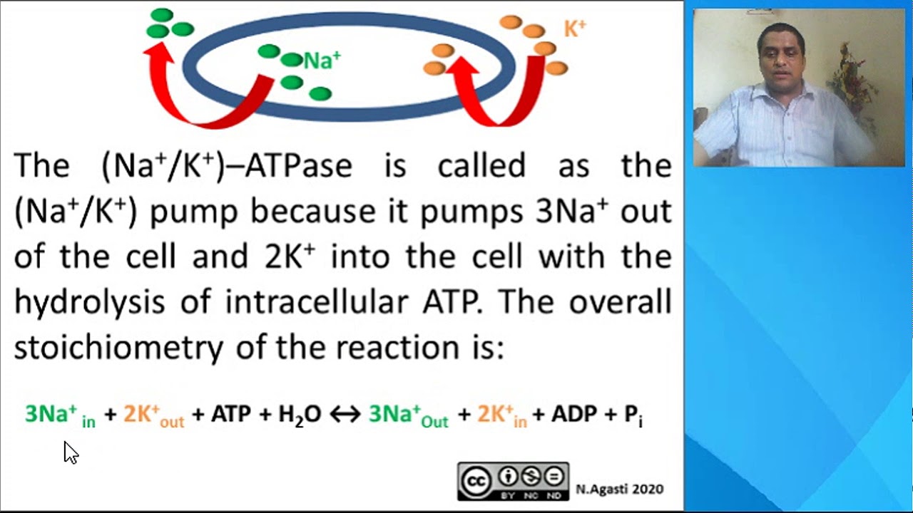 Na/K pump (Sodium/Potassium Pump) - YouTube